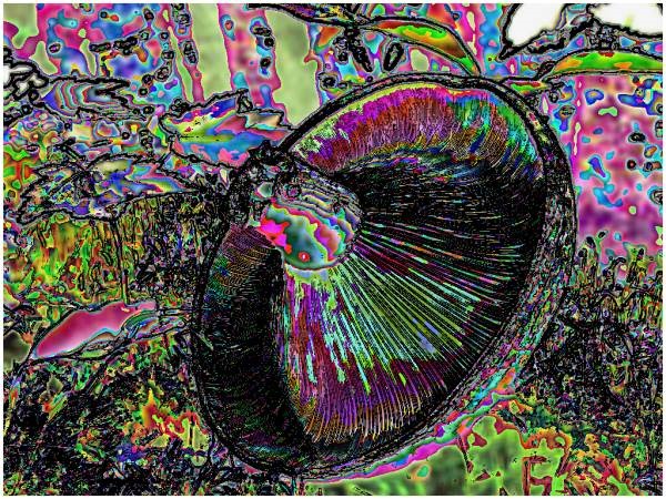 C# How to: Image Abstract Colours Filter | Software by Default